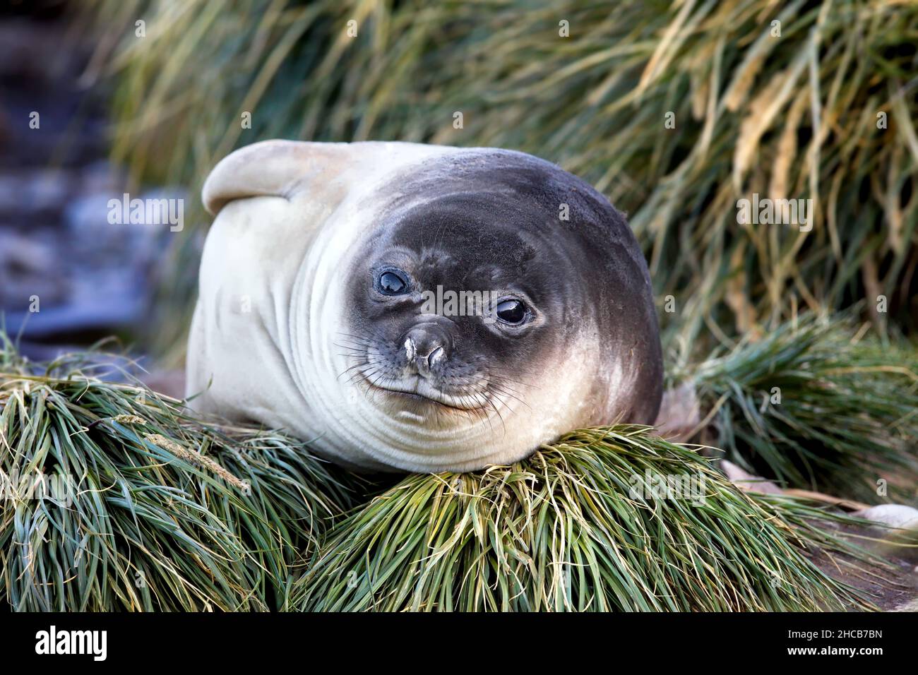 Seal in natural environment hi-res stock photography and images - Alamy