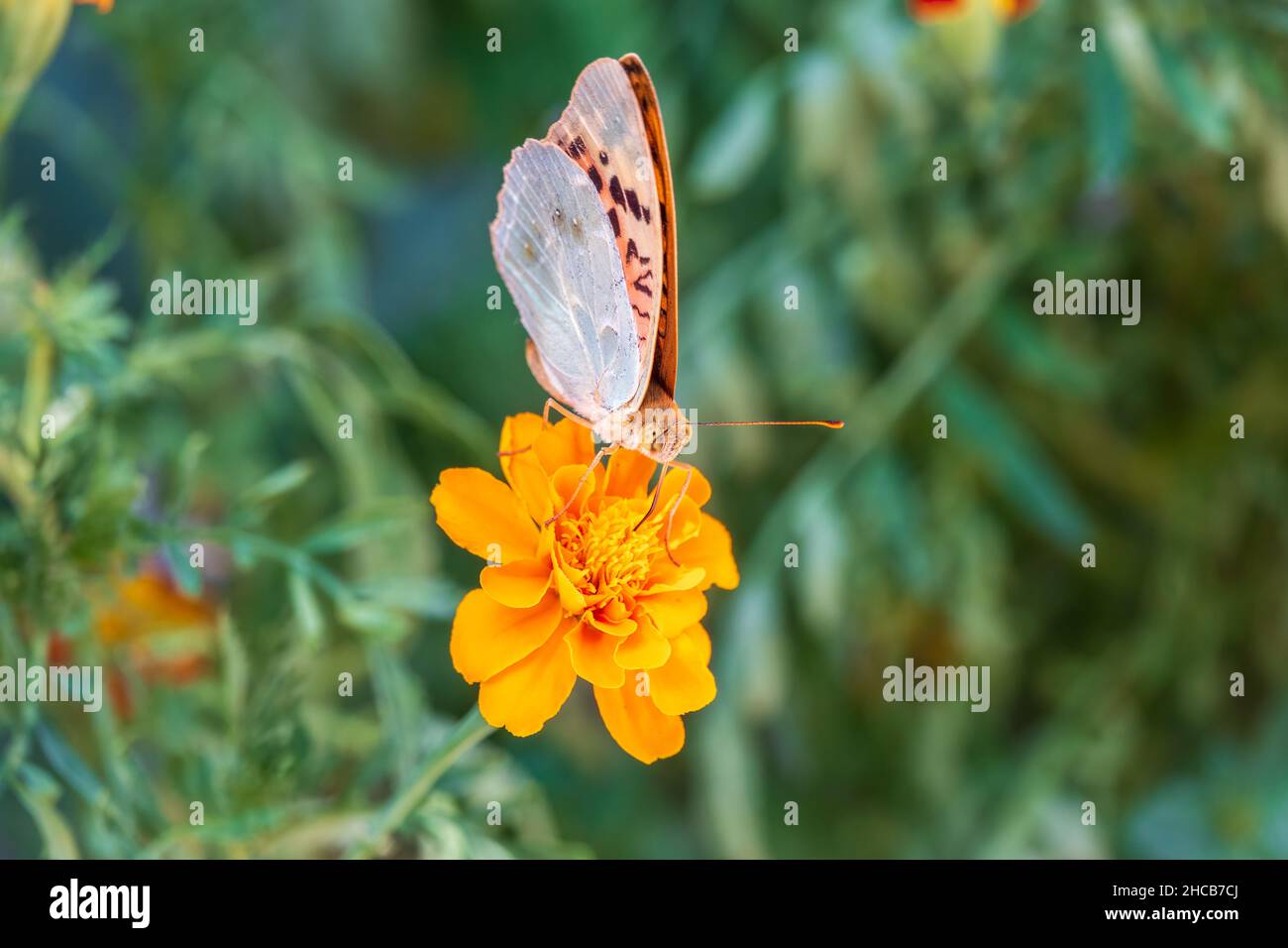 The dark green fritillary butterfly collects nectar on flower. Speyeria ...