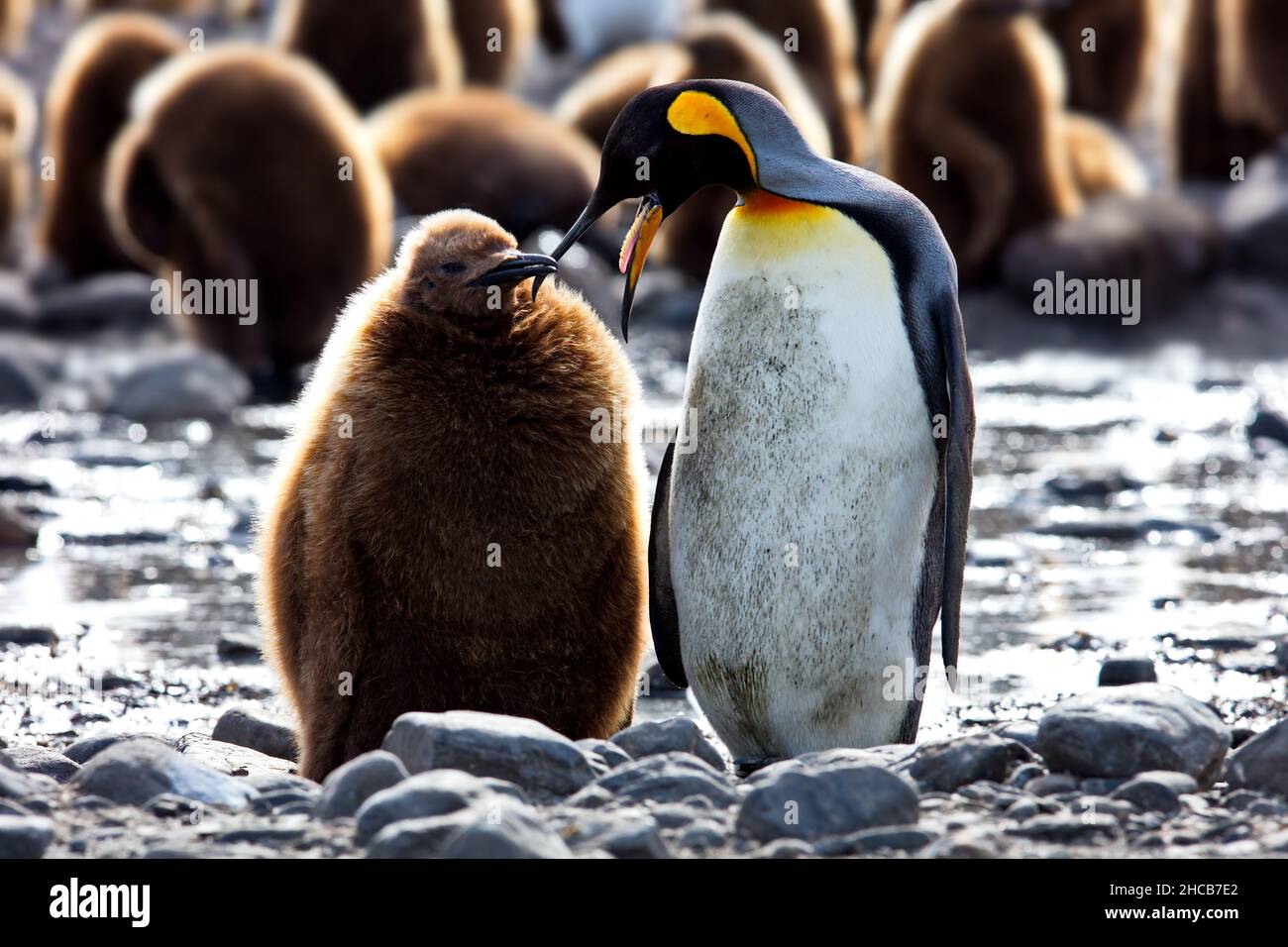 Group of different penguin species in South Georgia Stock Photo - Alamy