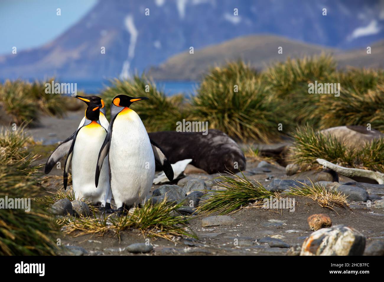Penguins in their natural environment hi-res stock photography and ...