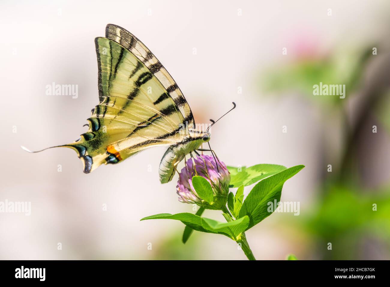 Beautiful Butterfly Scarce Swallowtail, Sail Swallowtail, Pear-tree ...