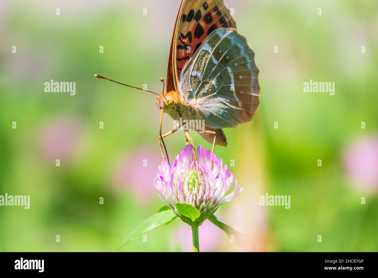 The dark green fritillary butterfly collects nectar on flower. Speyeria ...