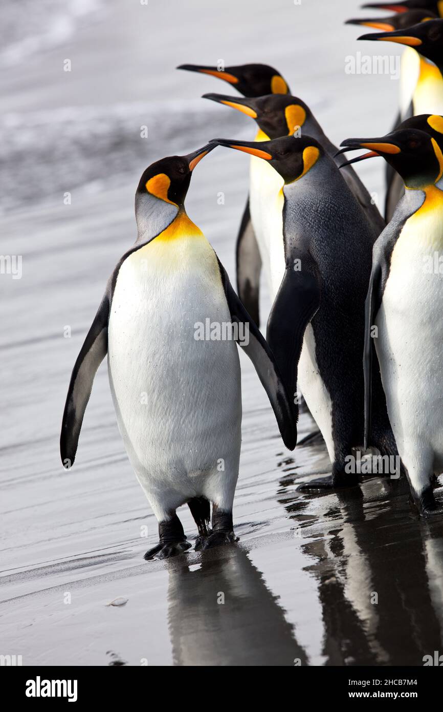 Vertical shot group penguins hi-res stock photography and images - Alamy