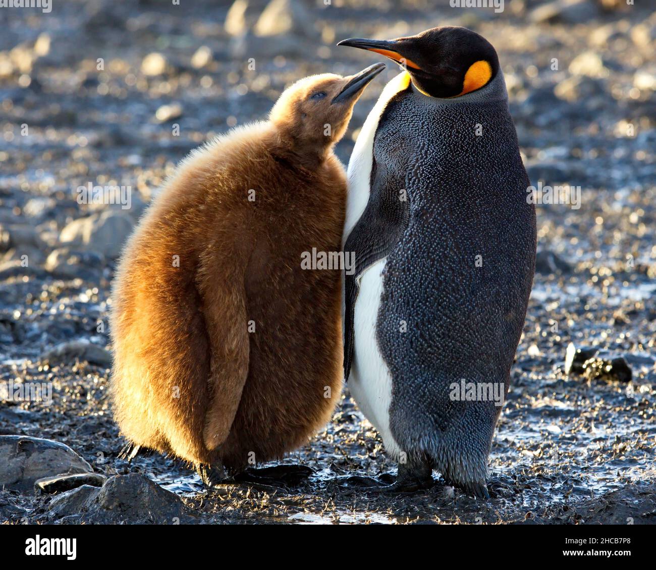 Closeup of penguins on the beach in South Georgia during daylight Stock ...