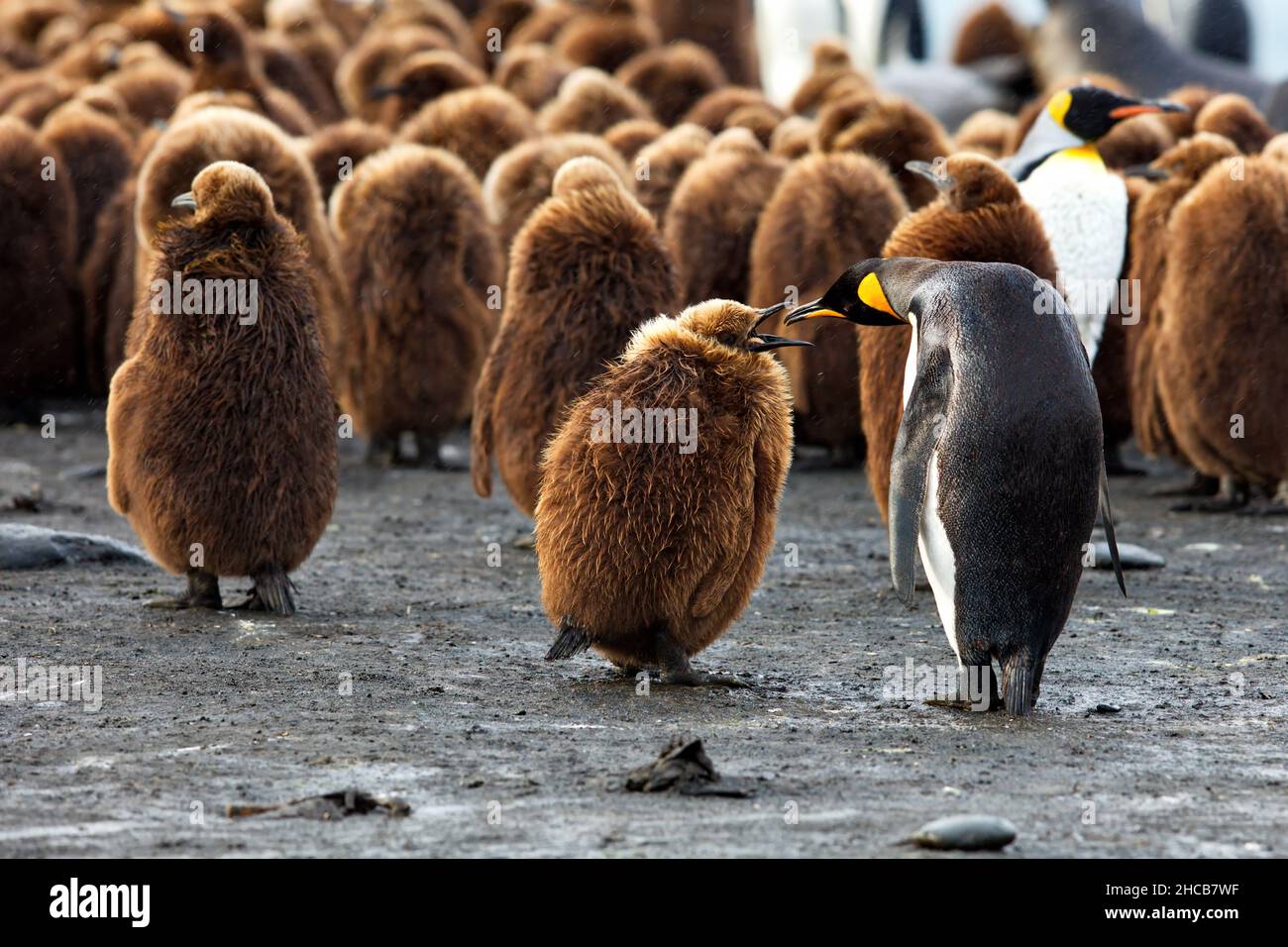 Georgia fauna hi-res stock photography and images - Alamy