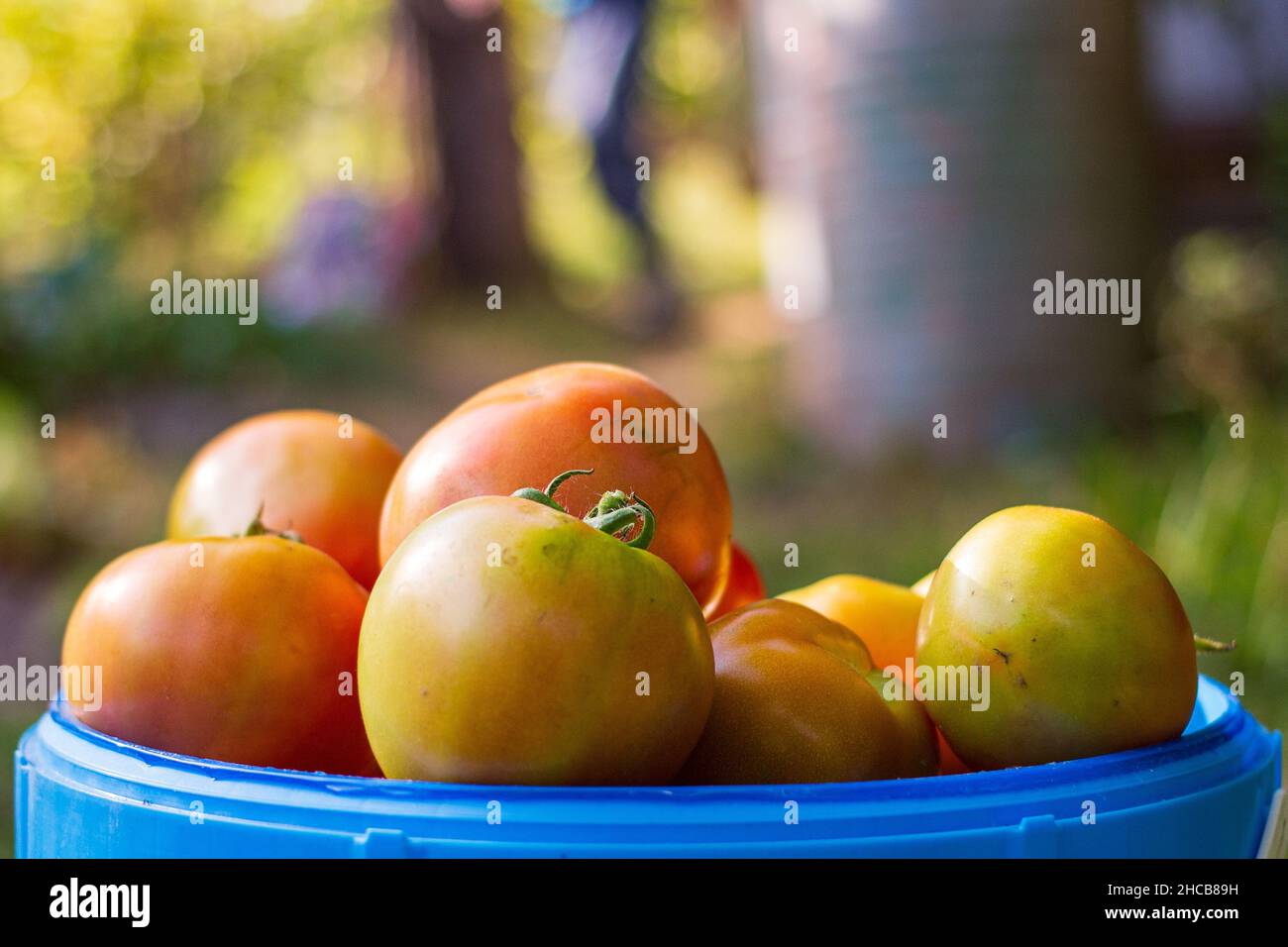 harvested tomato crop Stock Photo - Alamy