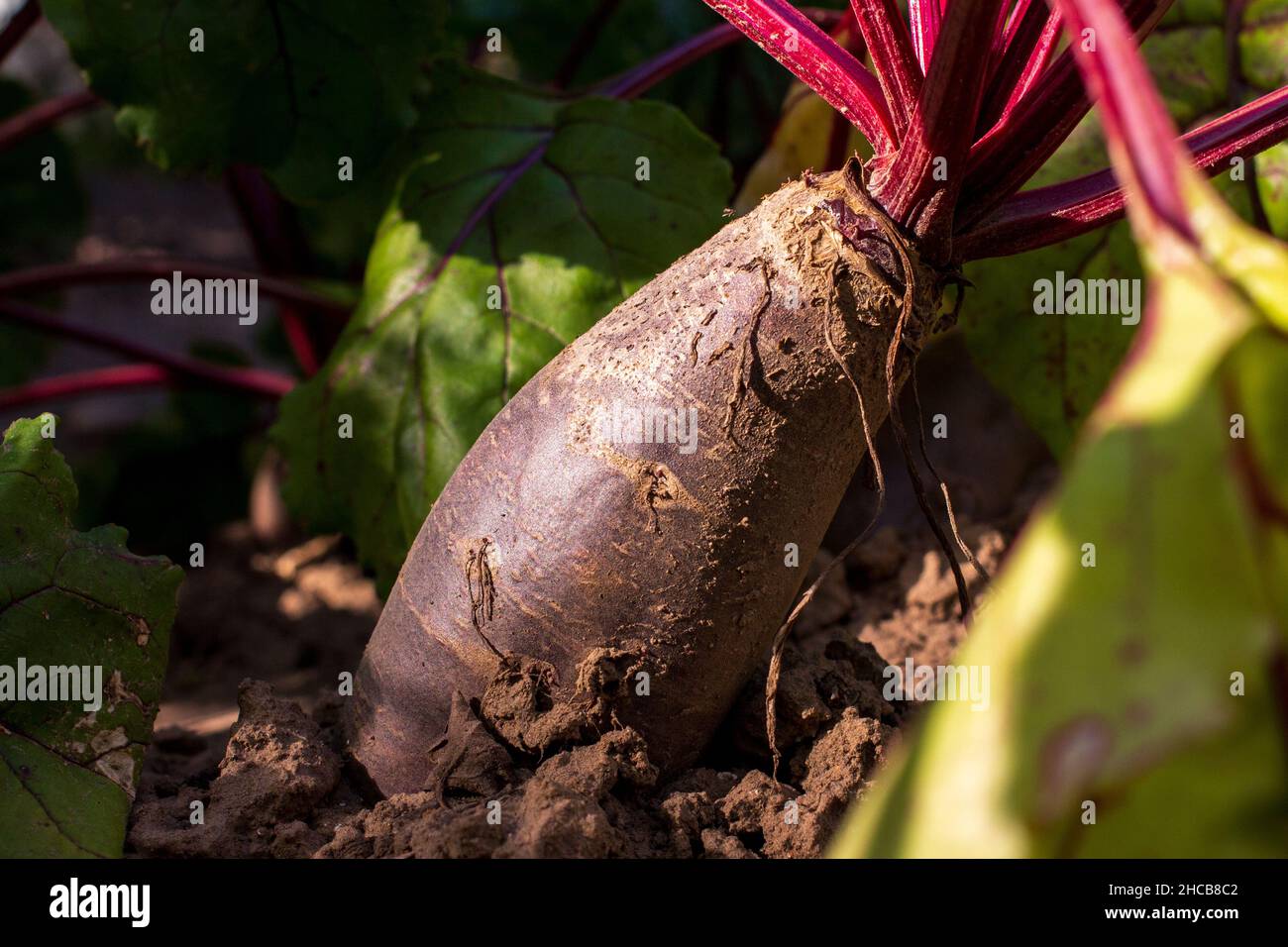 Rural root hi-res stock photography and images - Alamy