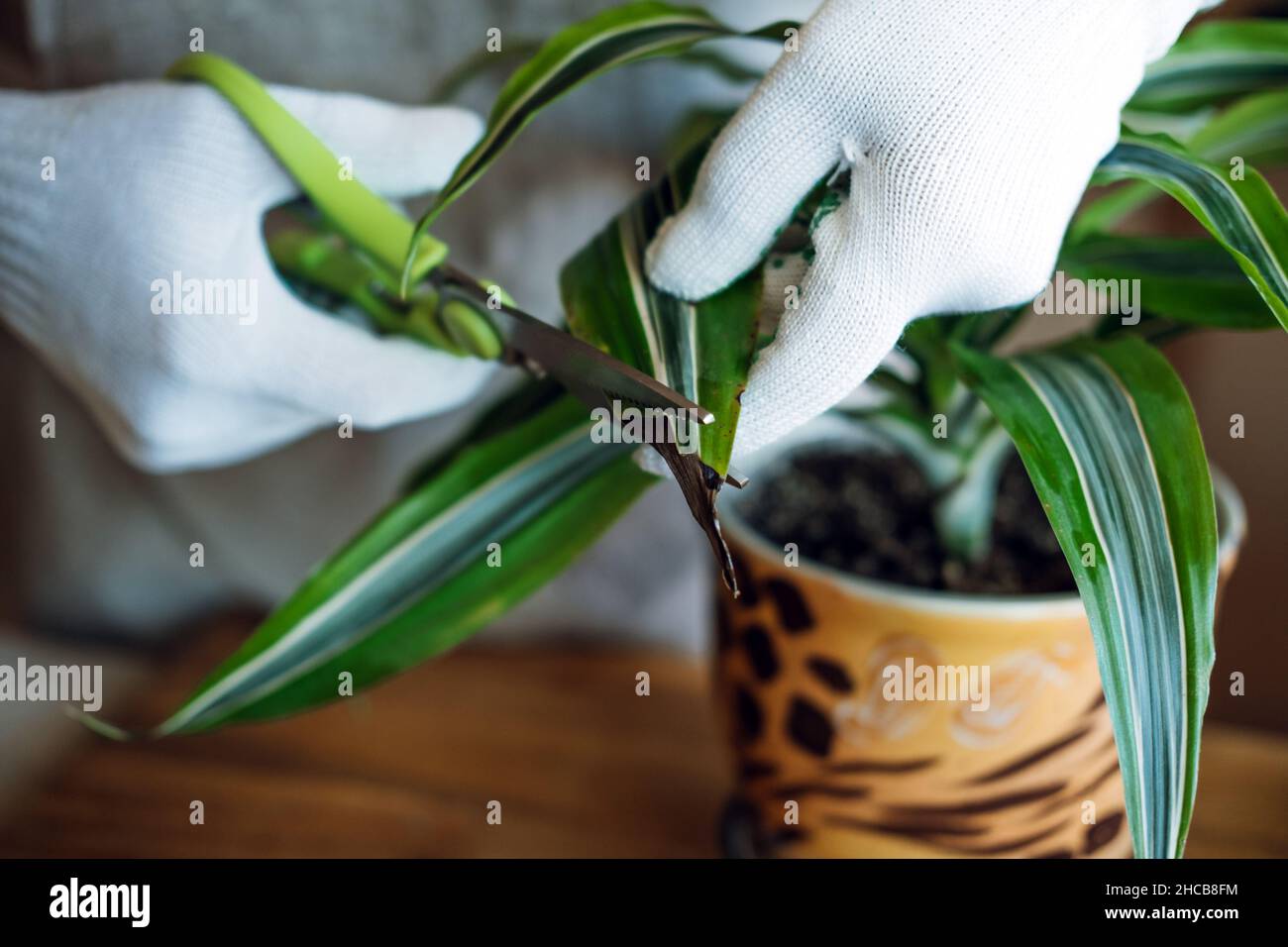 Spring Houseplant Care, Waking Up Indoor Plants for Spring. Female ...
