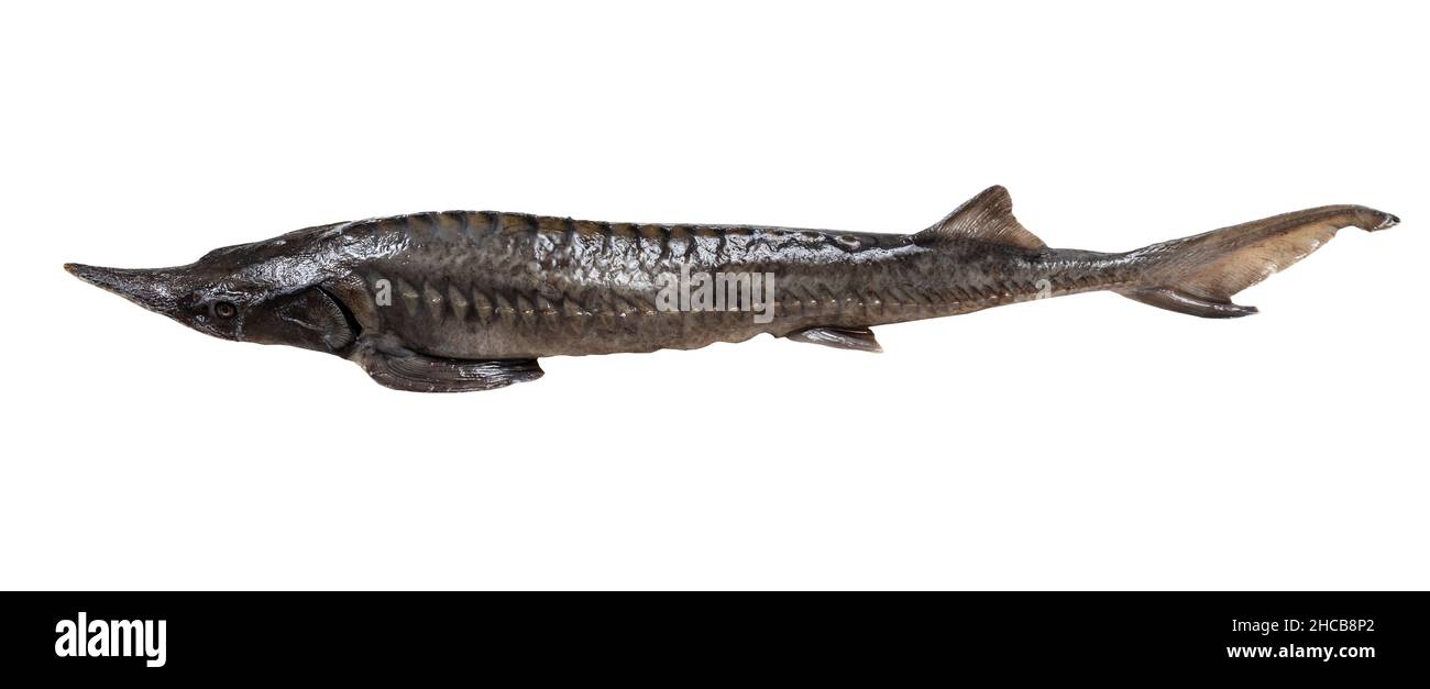 side view of fresh sturgeon fish isolated on white background Stock ...