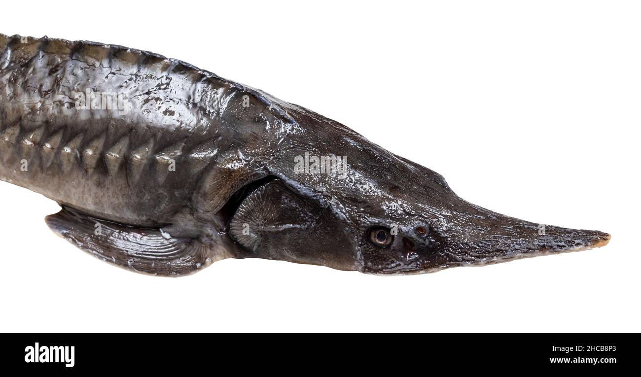 head of fresh sturgeon fish isolated on white background Stock Photo ...