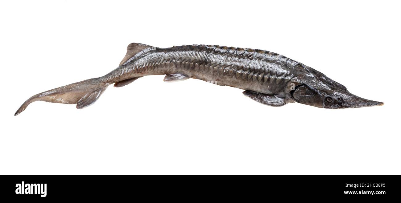 curved fresh sturgeon fish isolated on white background Stock Photo - Alamy