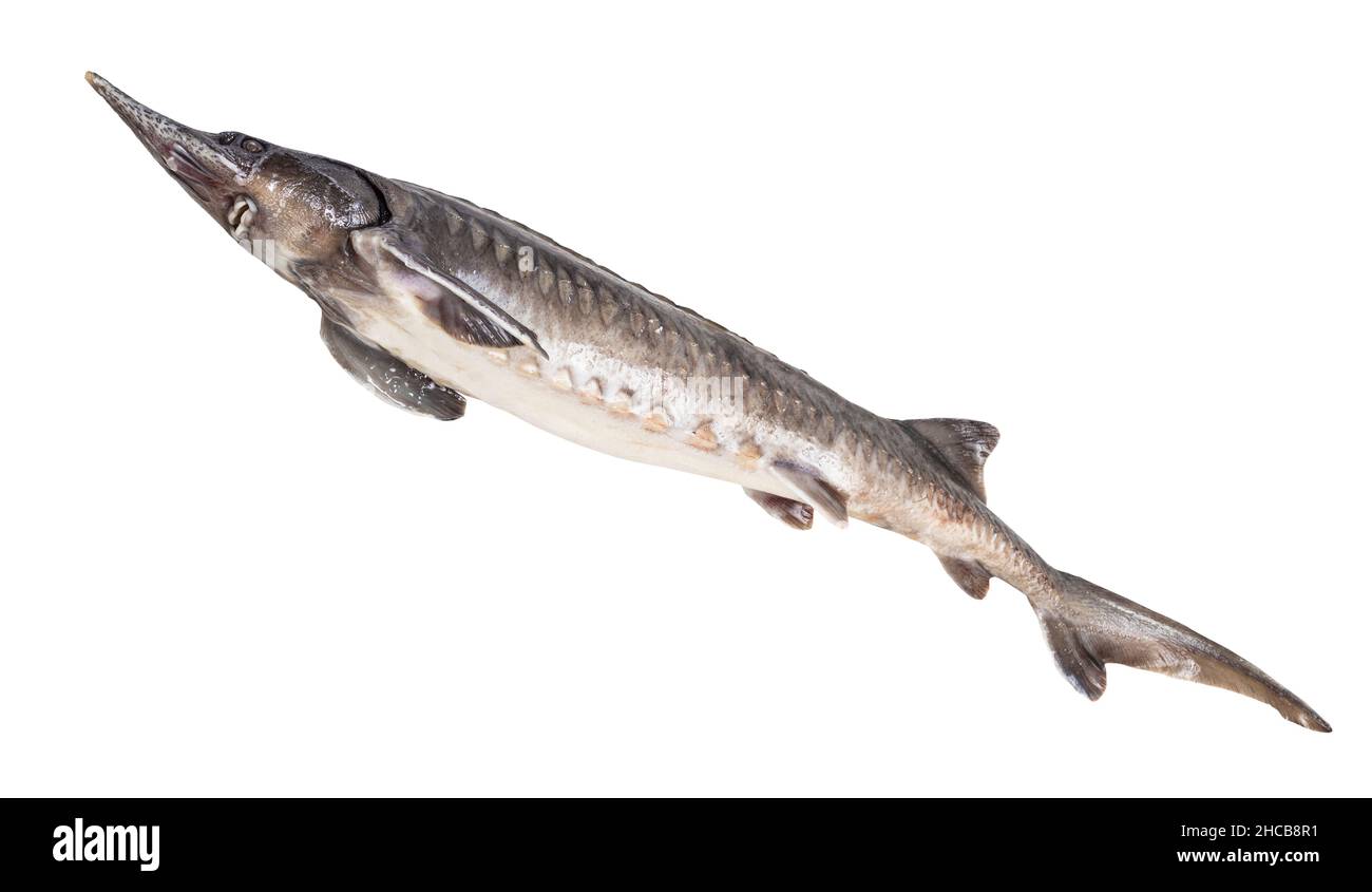 Sturgeon fish hi-res stock photography and images - Alamy