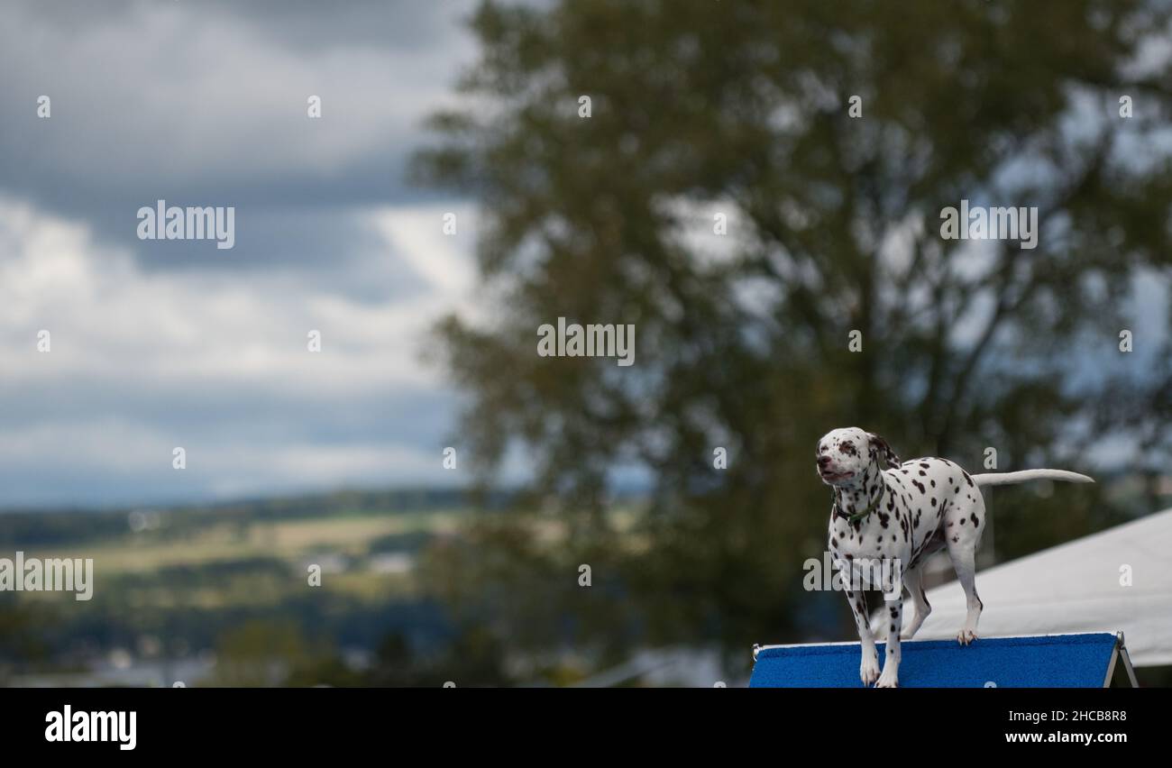 Dalmatian standing atop the A frame obstacle at an agility competition ...
