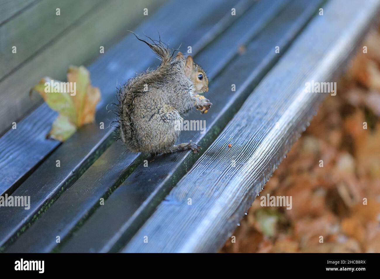 Wet but cute grey squirrel (Sciurus carolinensis) eating peanuts after ...