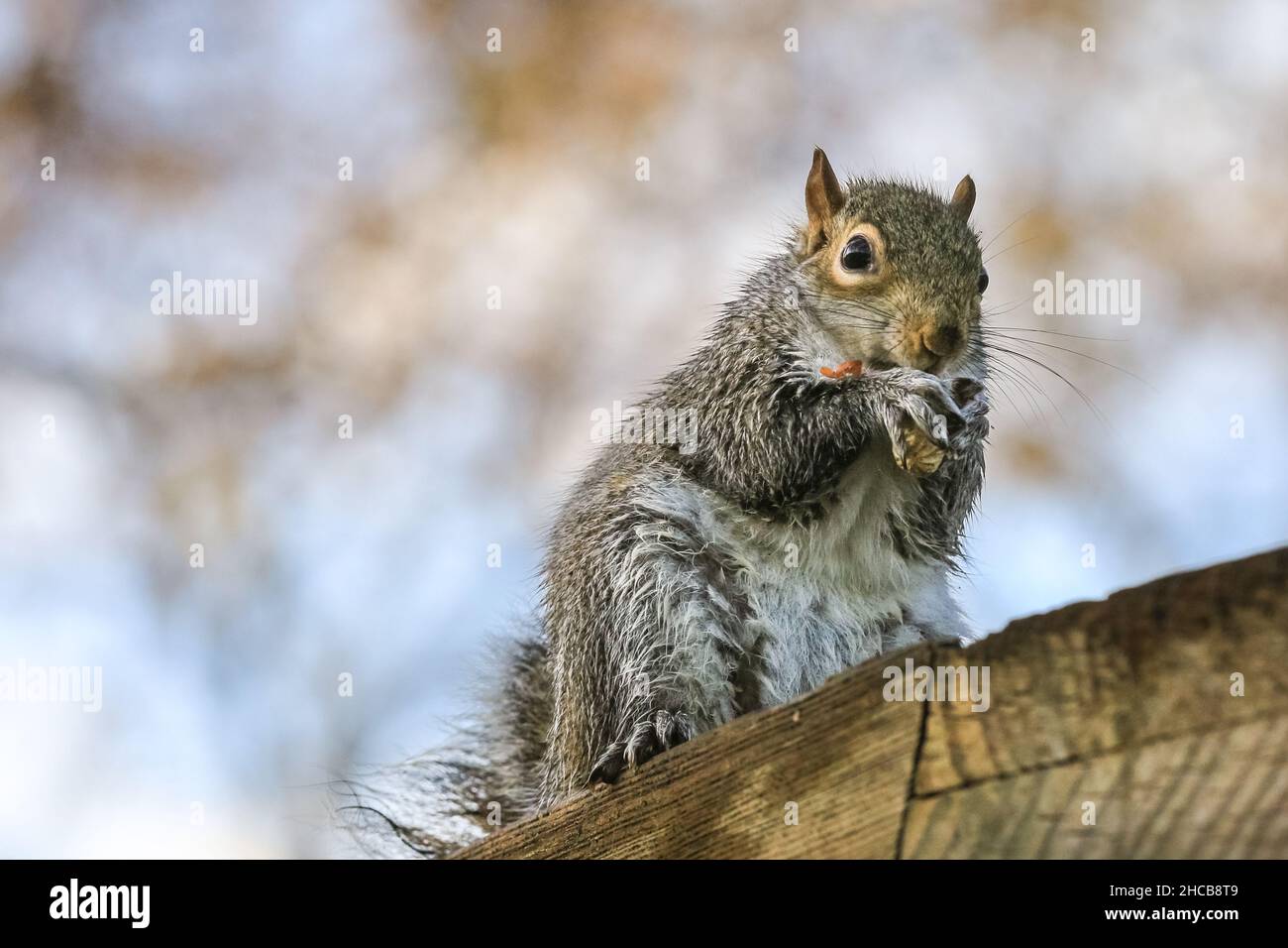 Wet but cute grey squirrel (Sciurus carolinensis) eating peanuts after ...