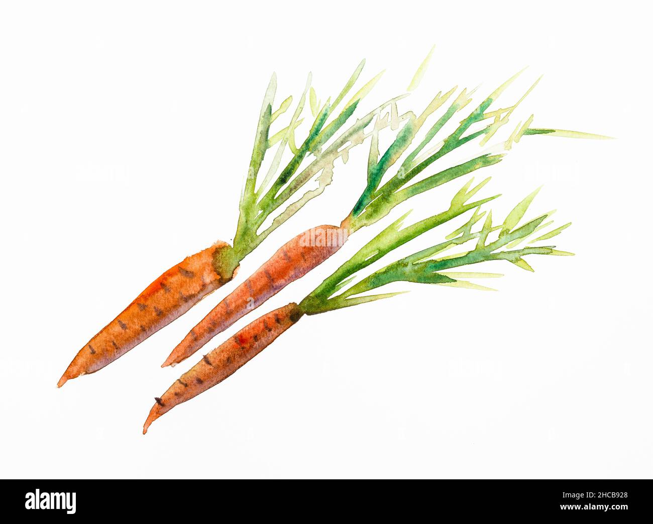 sketch of three fresh carrots with leaves hand drawn by watercolors on ...
