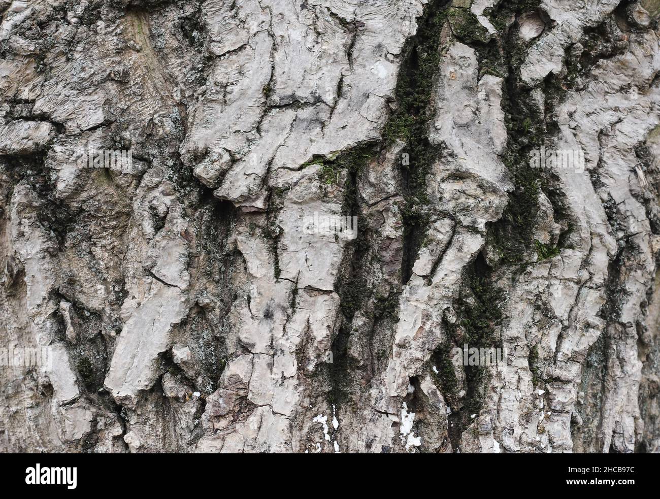 Walnut bark hi-res stock photography and images - Alamy