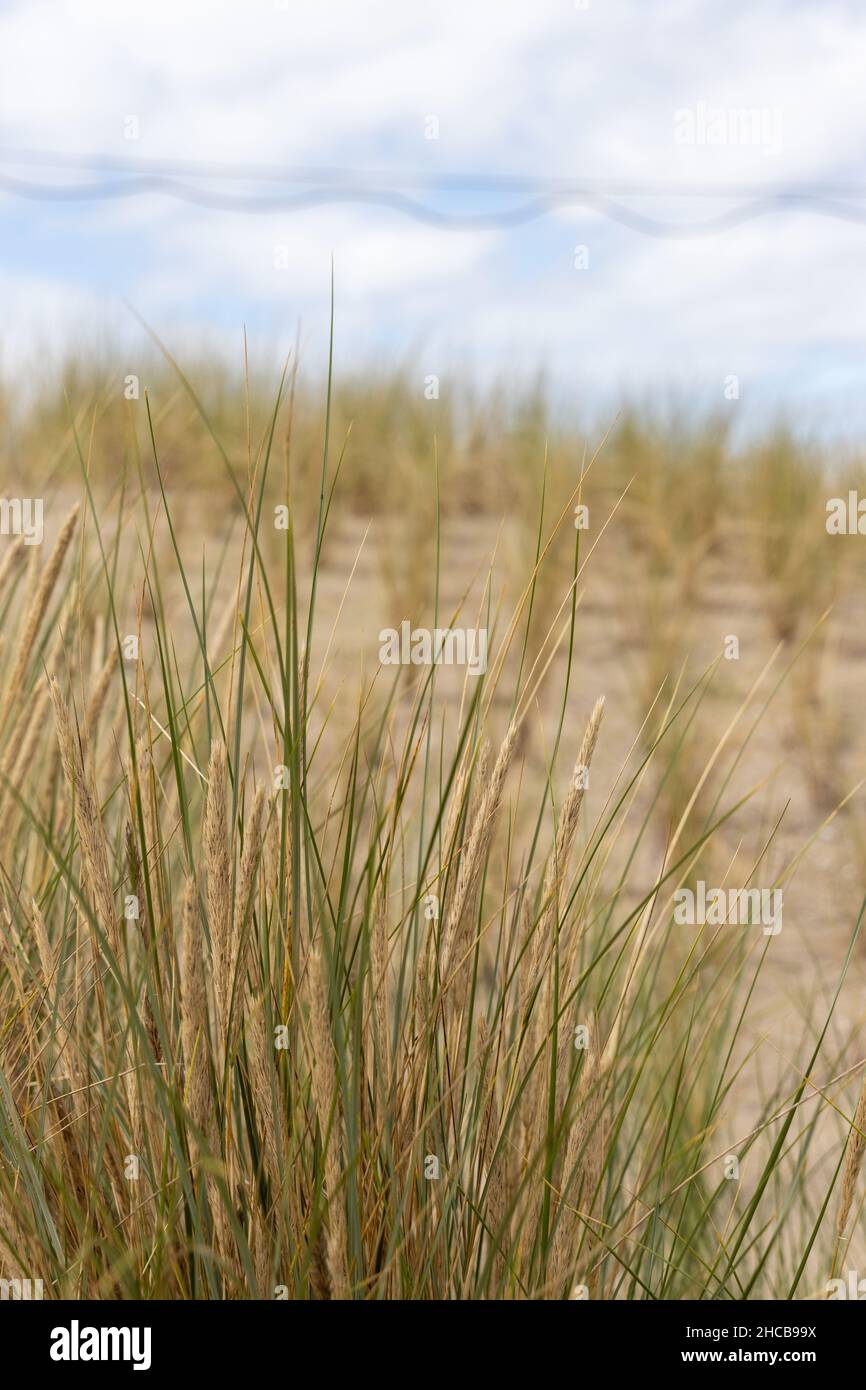 Sandy beach with sawgrass hi-res stock photography and images - Alamy