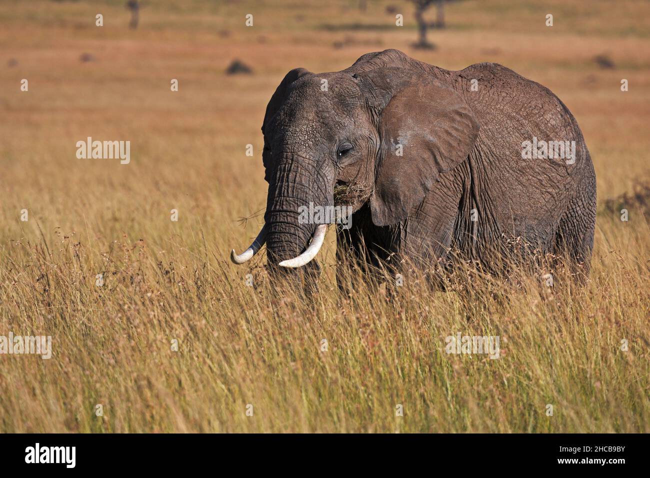 Big gray elephant in a grassy field in Masai Mara, Kenya Stock Photo ...