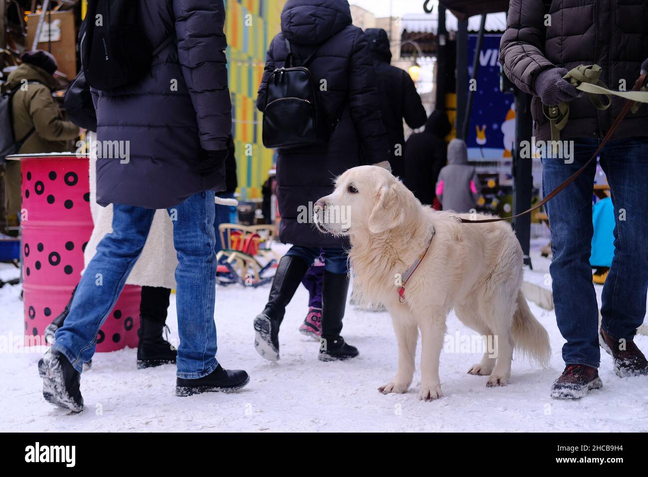 Labrador snow santa hat hi-res stock photography and images - Alamy