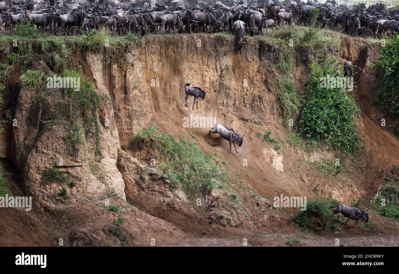 Wildebees kenya hi-res stock photography and images - Alamy