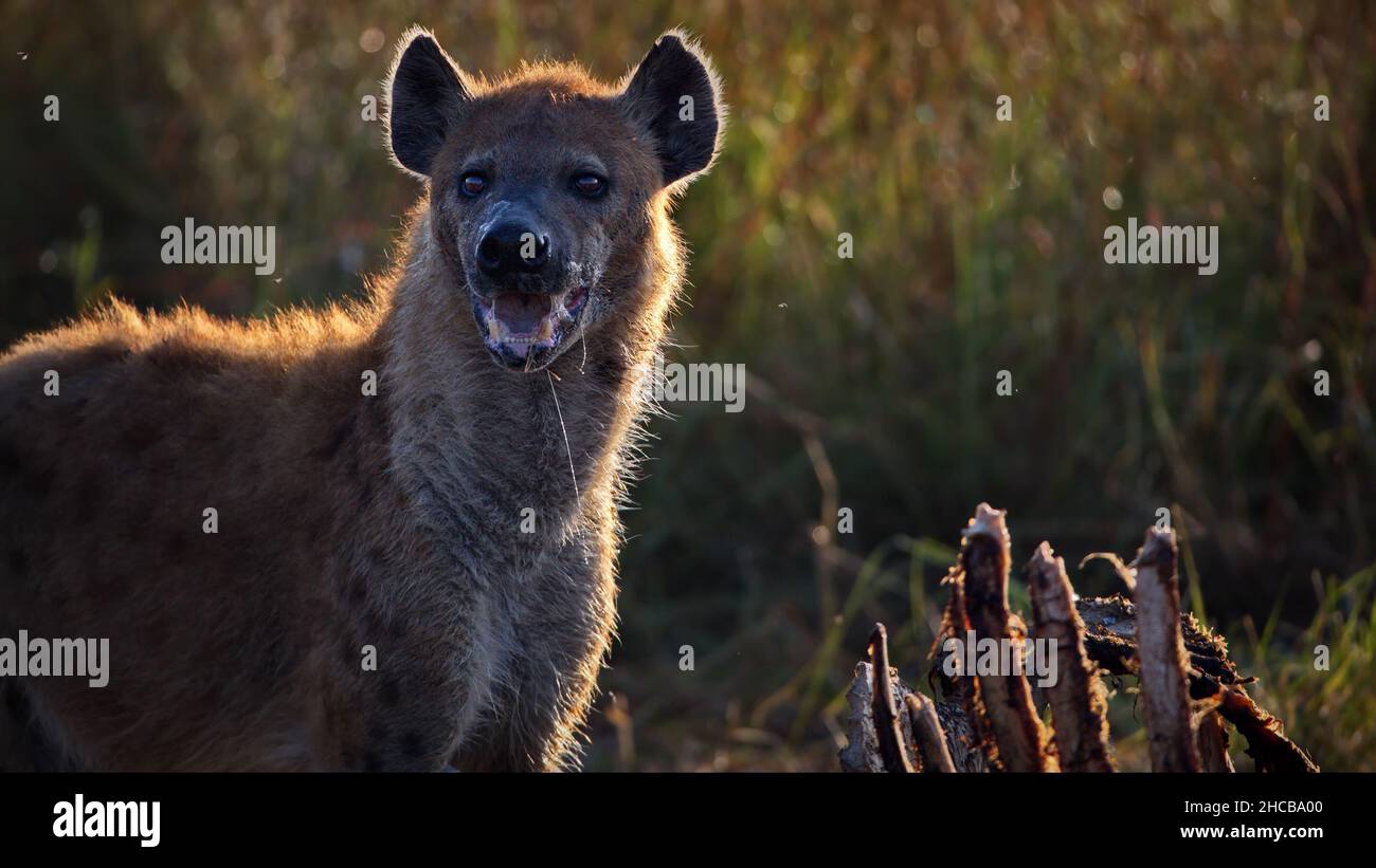 Hyena with blood hi-res stock photography and images - Alamy