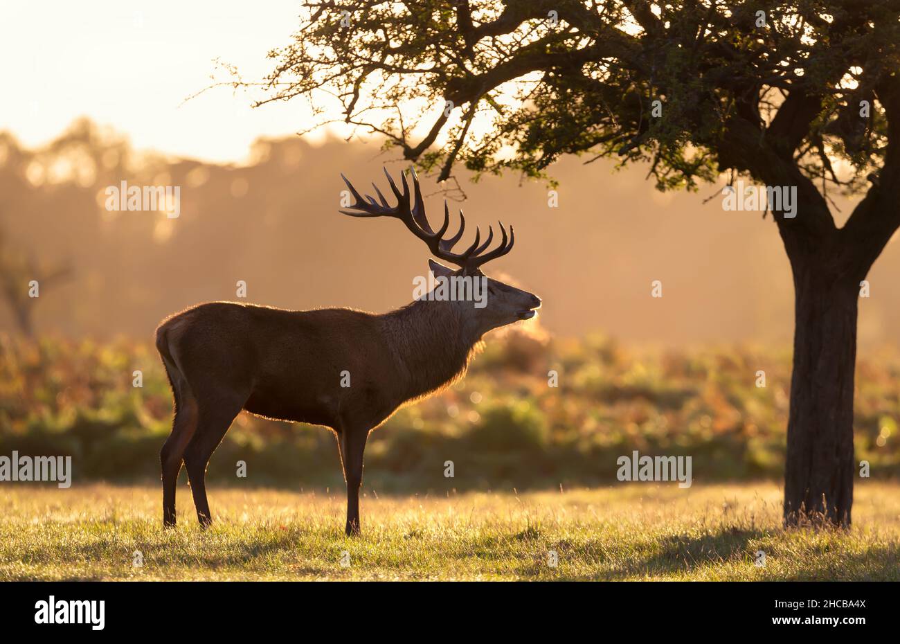 Stag under sunset hi-res stock photography and images - Alamy