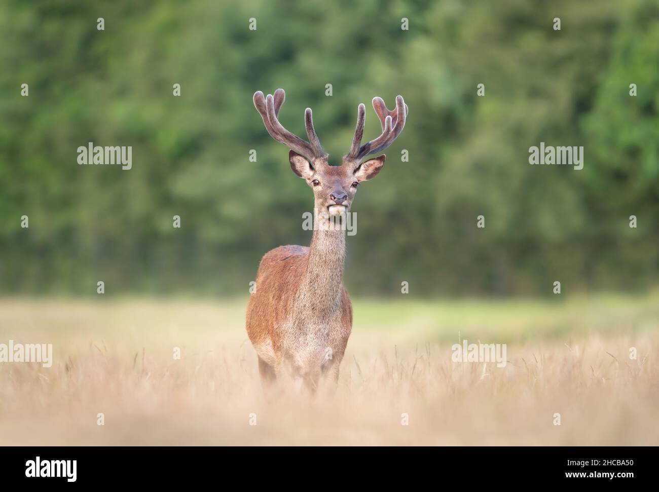 Portrait of a red deer stag with velvet antlers in summer, UK Stock ...