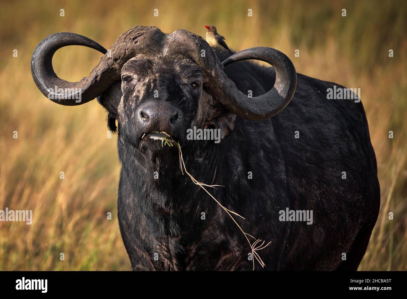 African buffalo in a field in Masai Mara, Kenya during daylight Stock ...