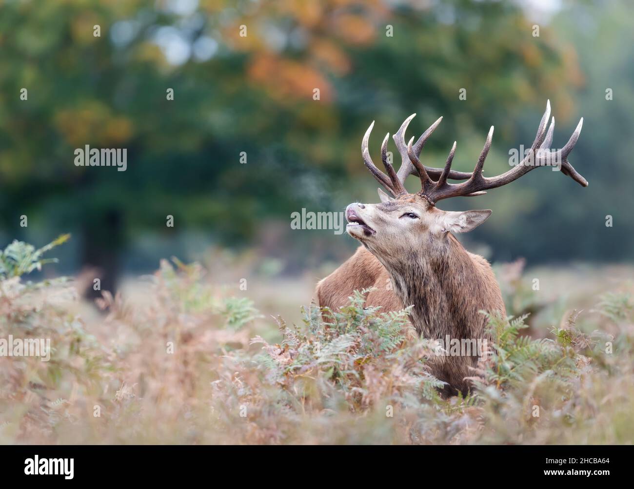 Close up of a red deer stag during rutting season in autumn, UK Stock ...