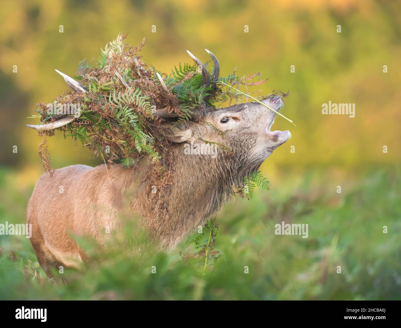Close-up of a red deer stag calling with foliage filled antlers during ...