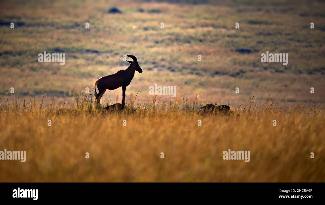 Mountain goat in a field in Masai Mara, Kenya Stock Photo - Alamy