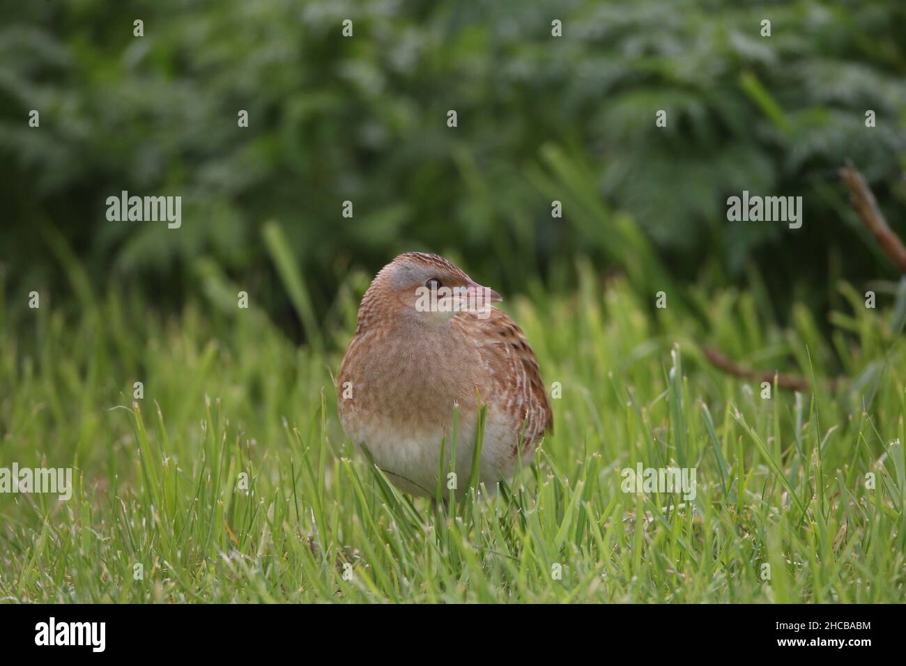 Female corncrake being wooed by a male in an attempt to mate, she was ...