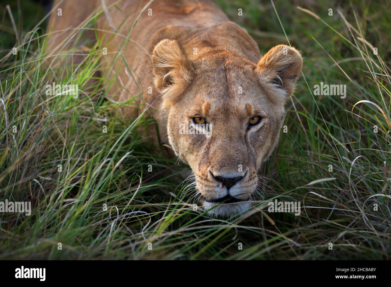 Female lion in summer hi-res stock photography and images - Alamy