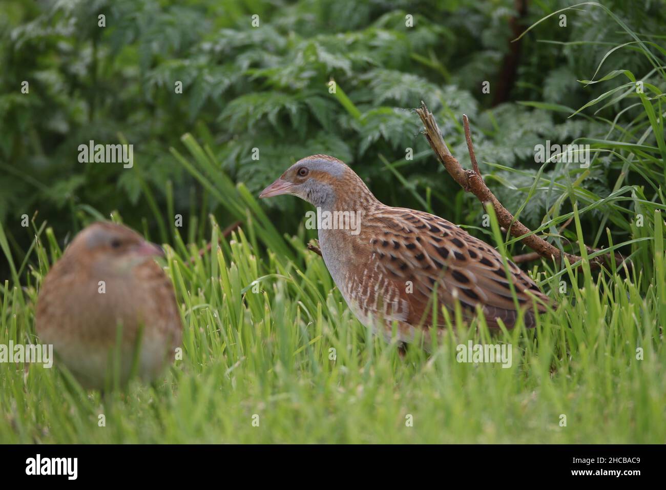 Female corncrake being wooed by a male in an attempt to mate, she was ...