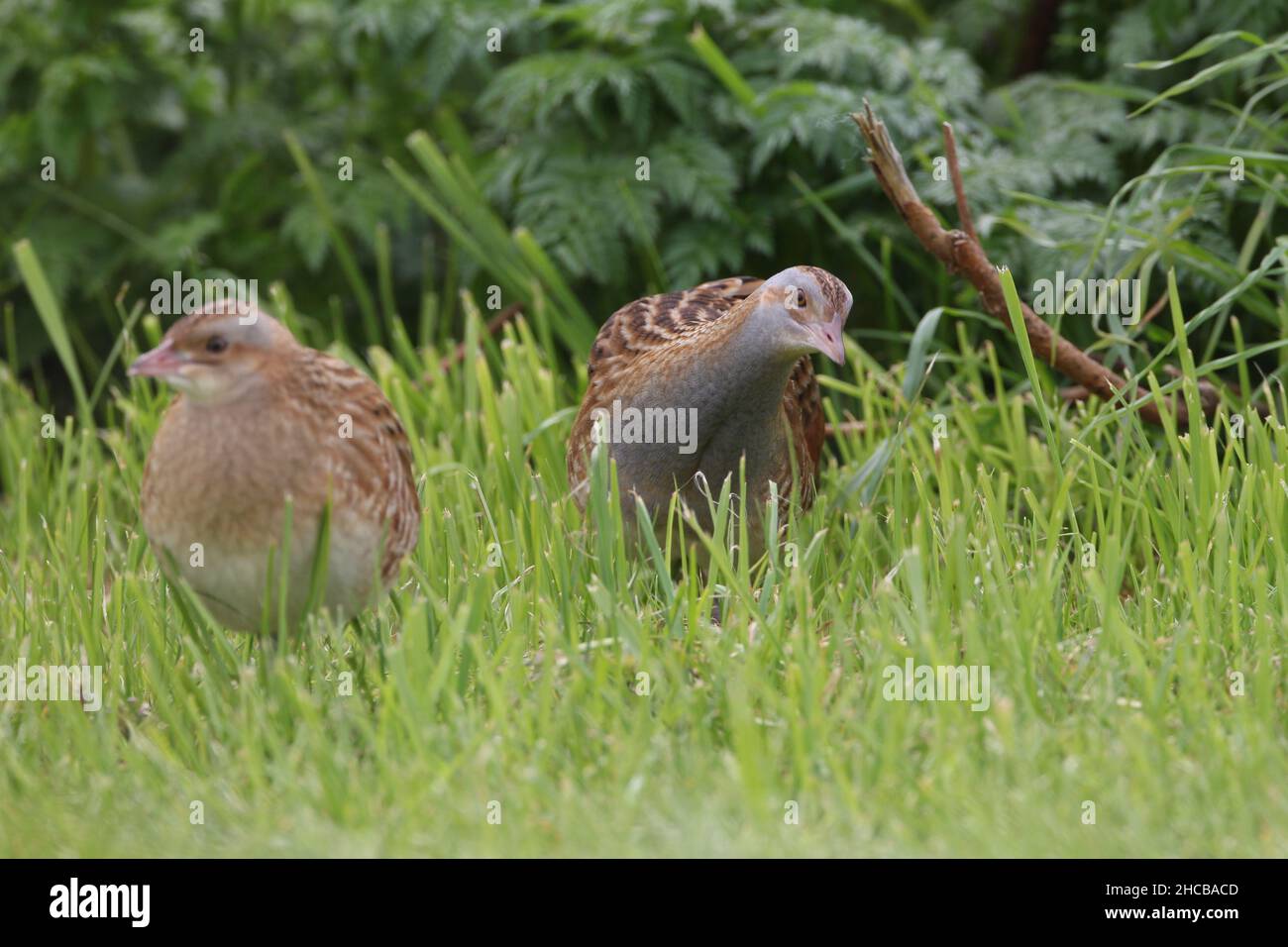 Female corncrake being wooed by a male in an attempt to mate, she was ...