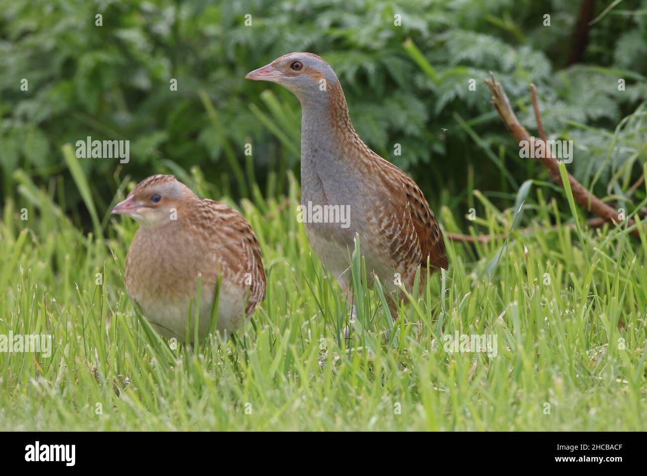 Female corncrake being wooed by a male in an attempt to mate, she was ...