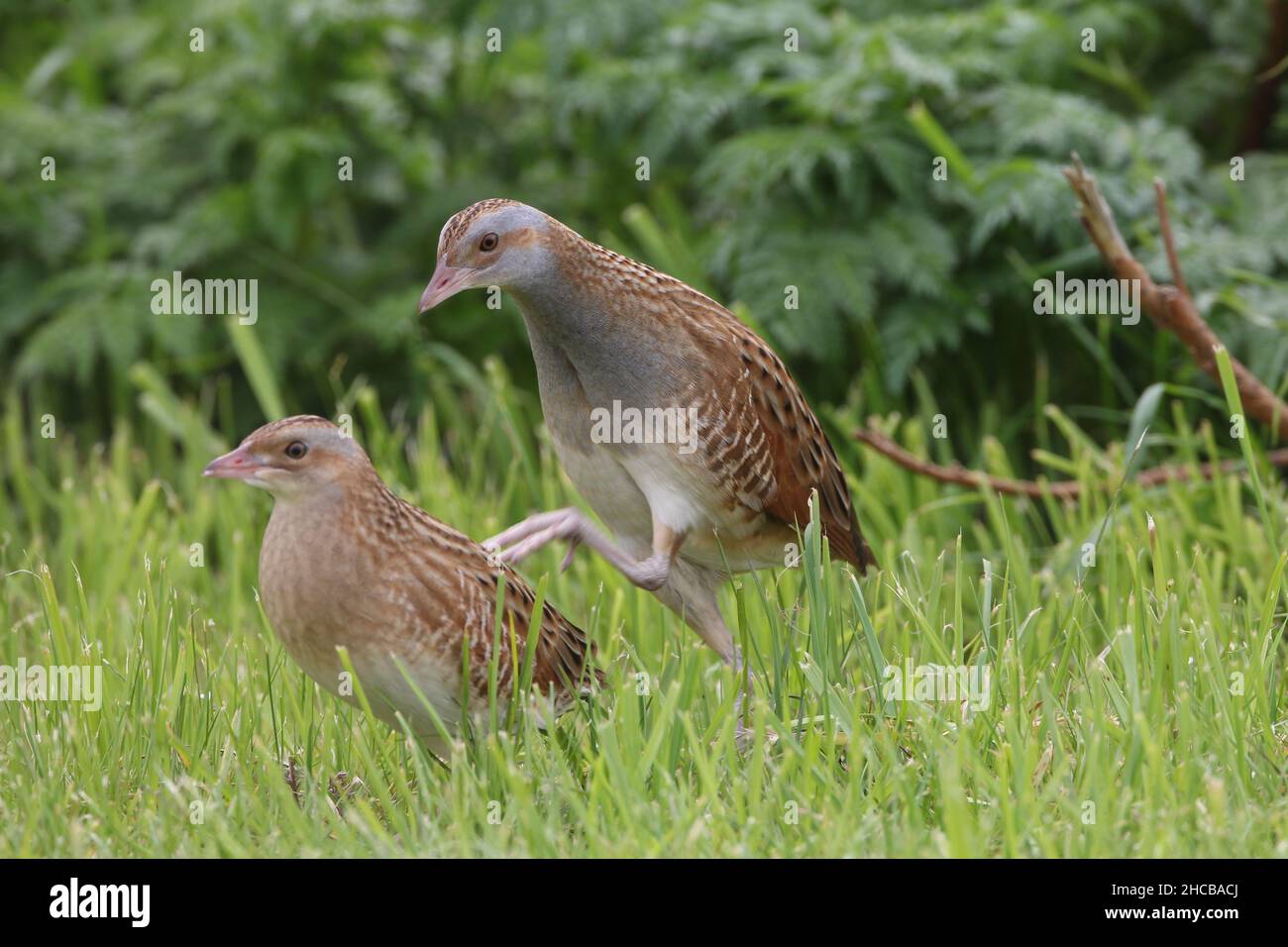 Female corncrake being wooed by a male in an attempt to mate, she was ...