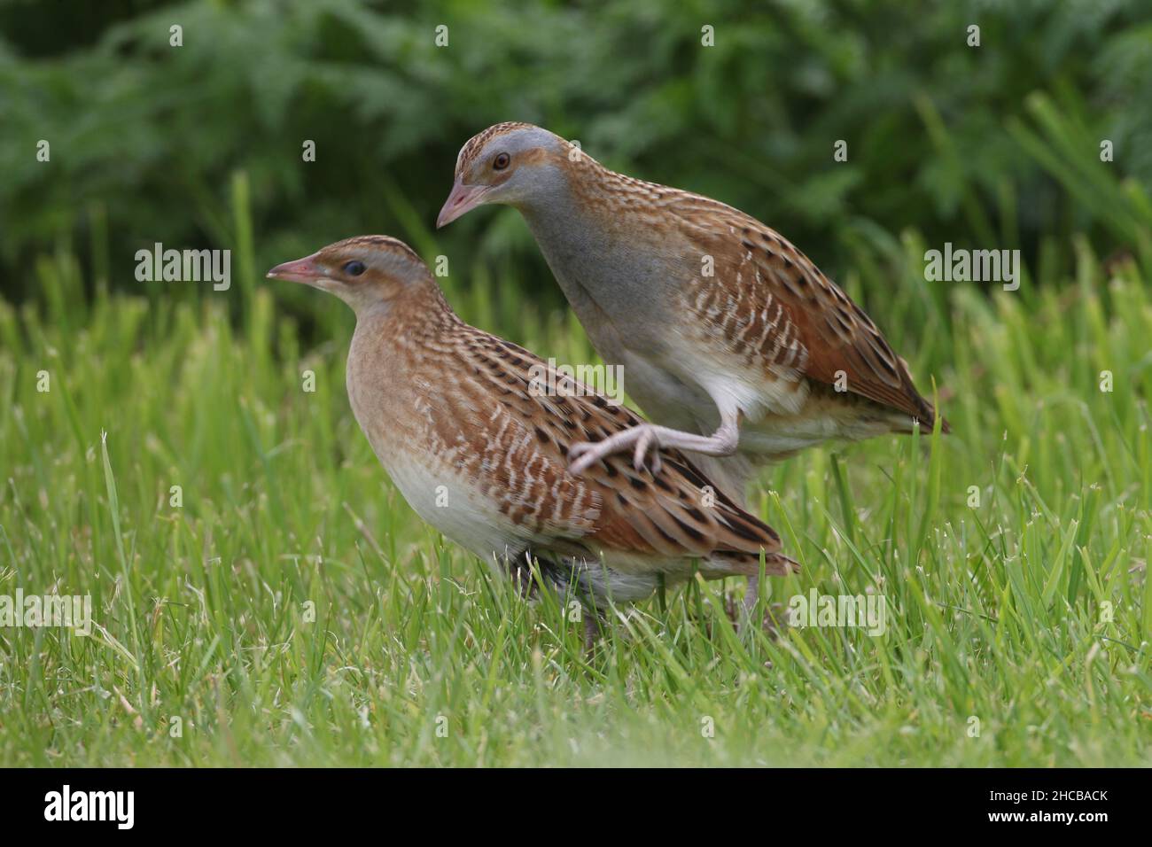 Female corncrake being wooed by a male in an attempt to mate, she was ...