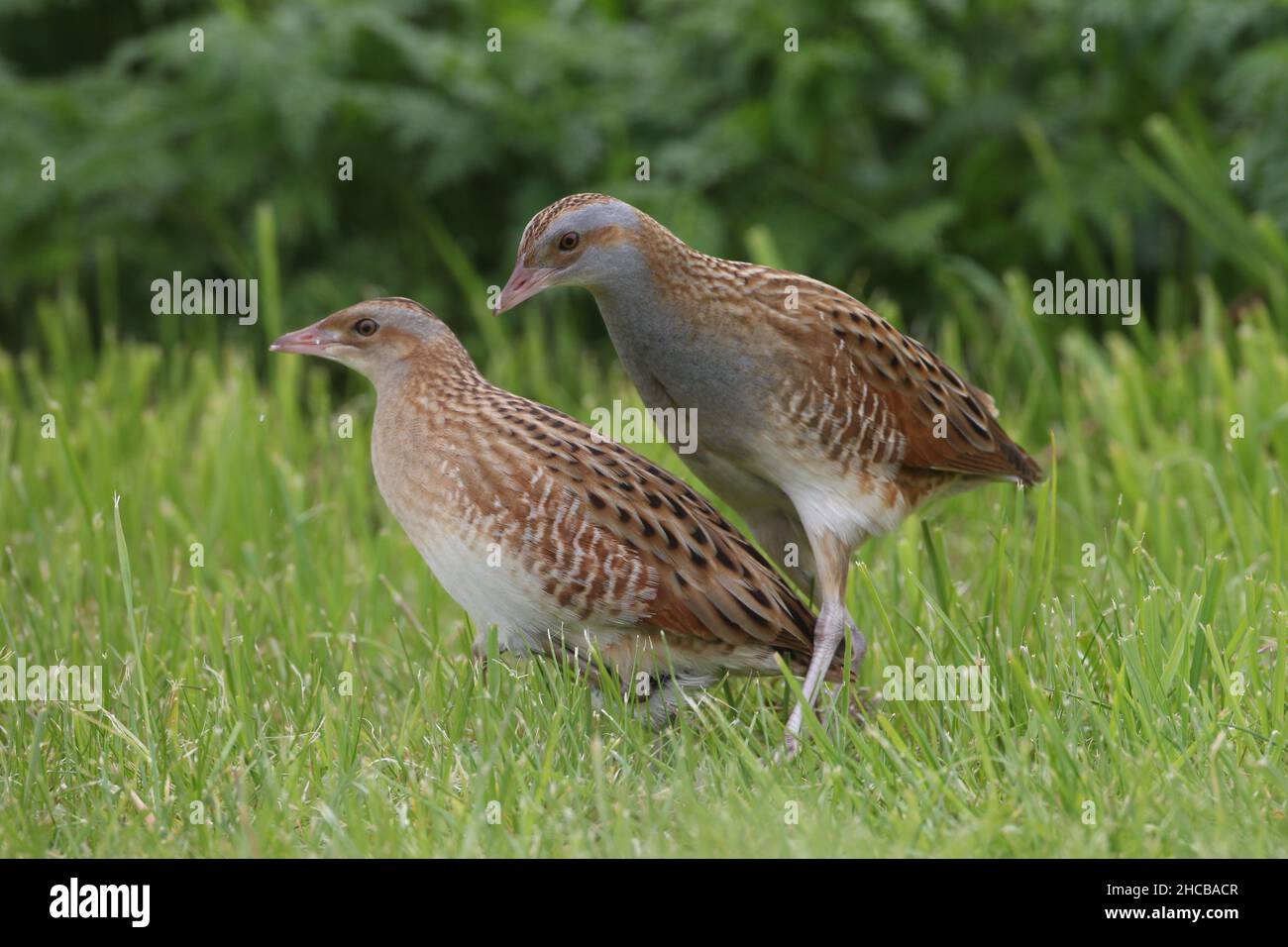 Appears weak in flight hi-res stock photography and images - Alamy