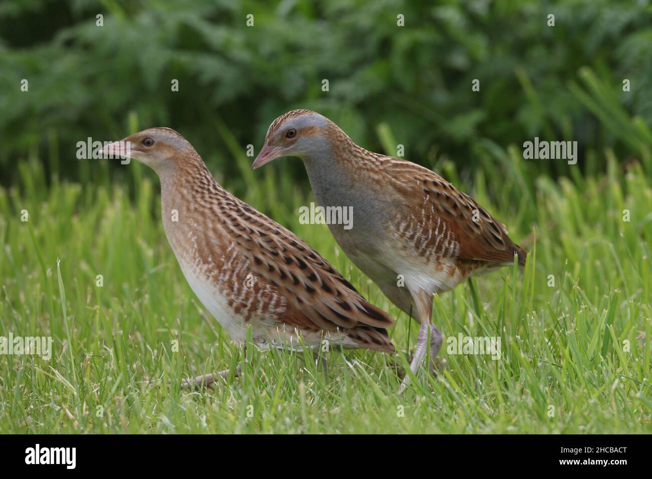 Female corncrake being wooed by a male in an attempt to mate, she was ...