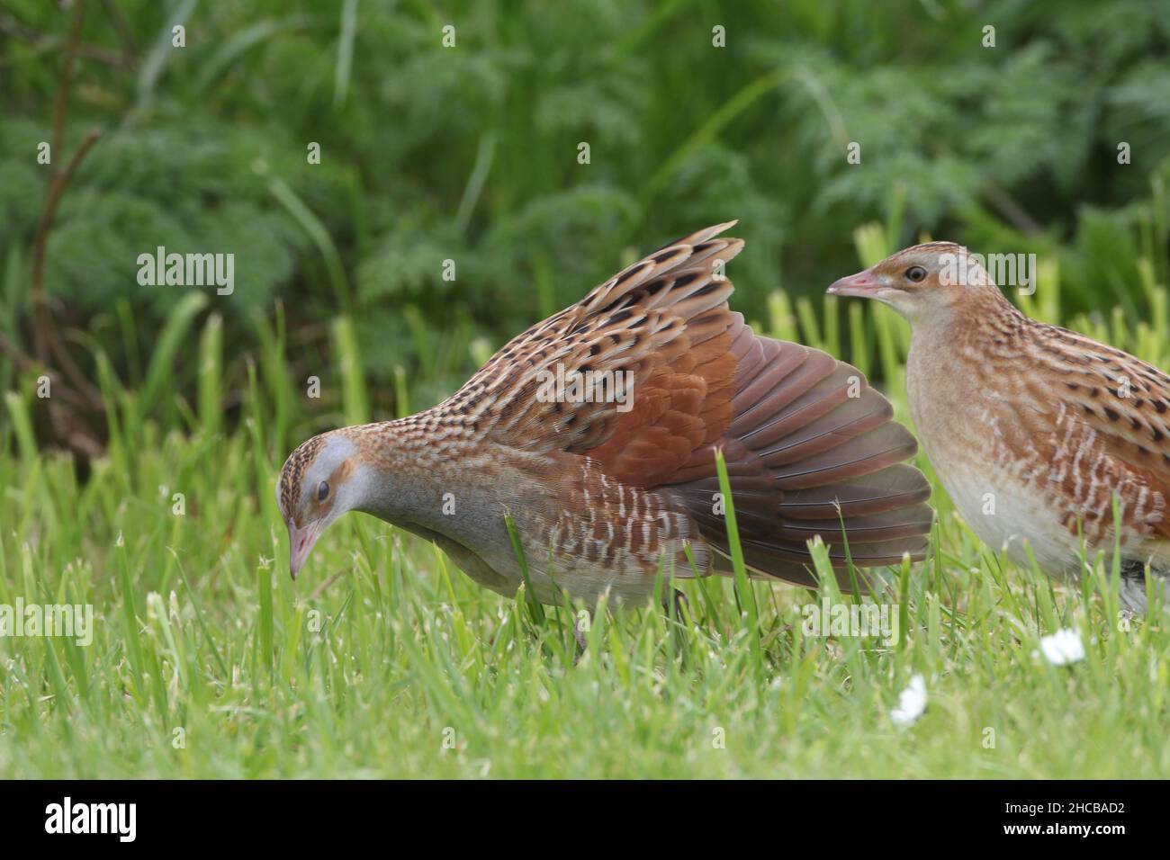Female corncrake being wooed by a male in an attempt to mate, she was ...