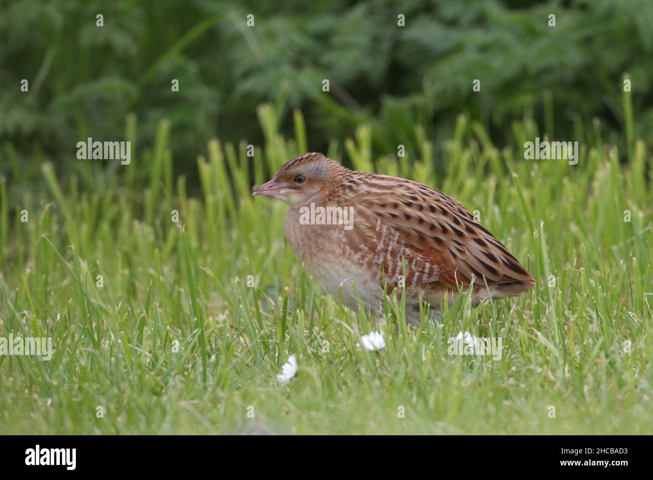 Female corncrake being wooed by a male in an attempt to mate, she was ...