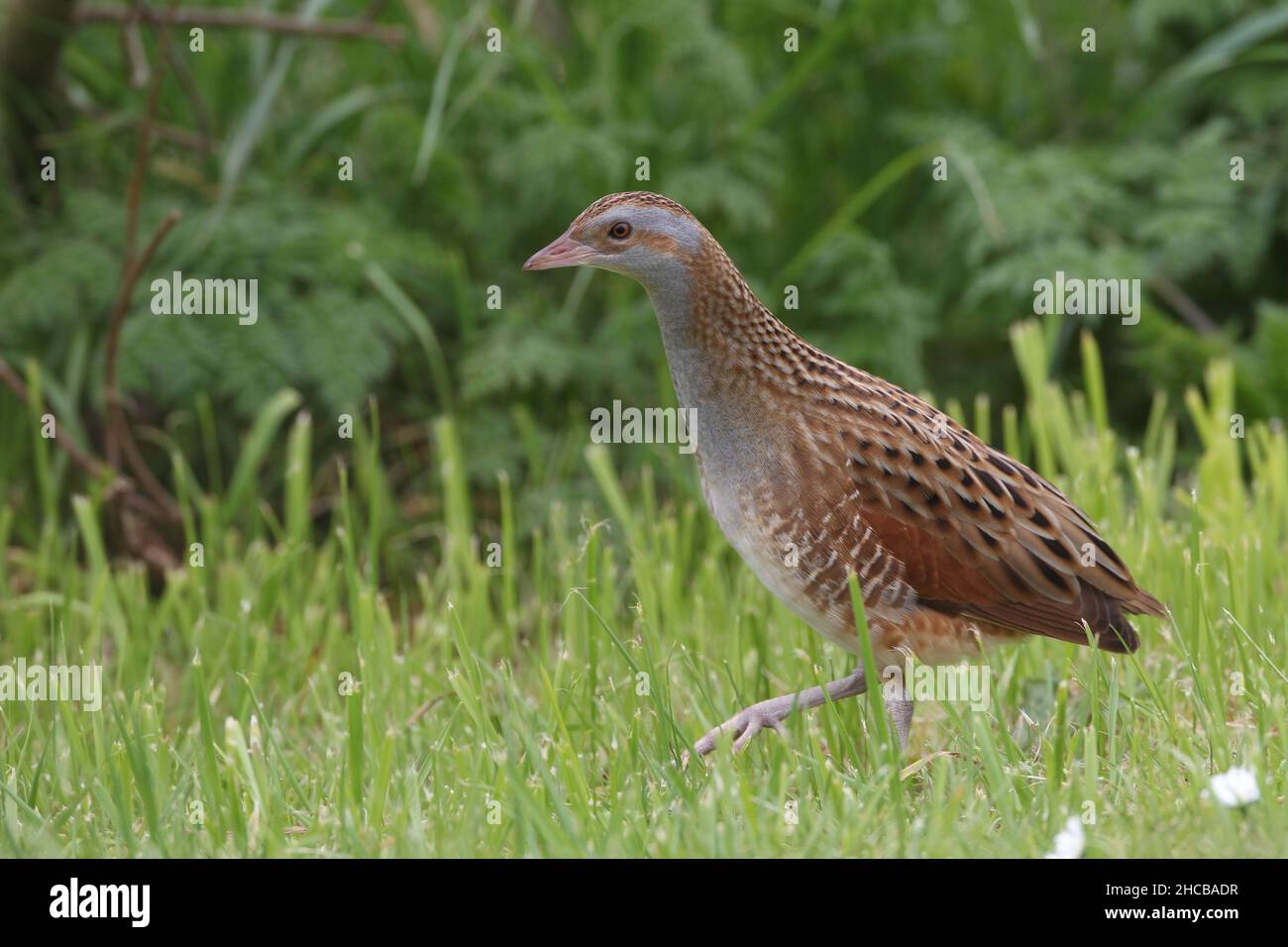 Female corncrake being wooed by a male in an attempt to mate, she was ...
