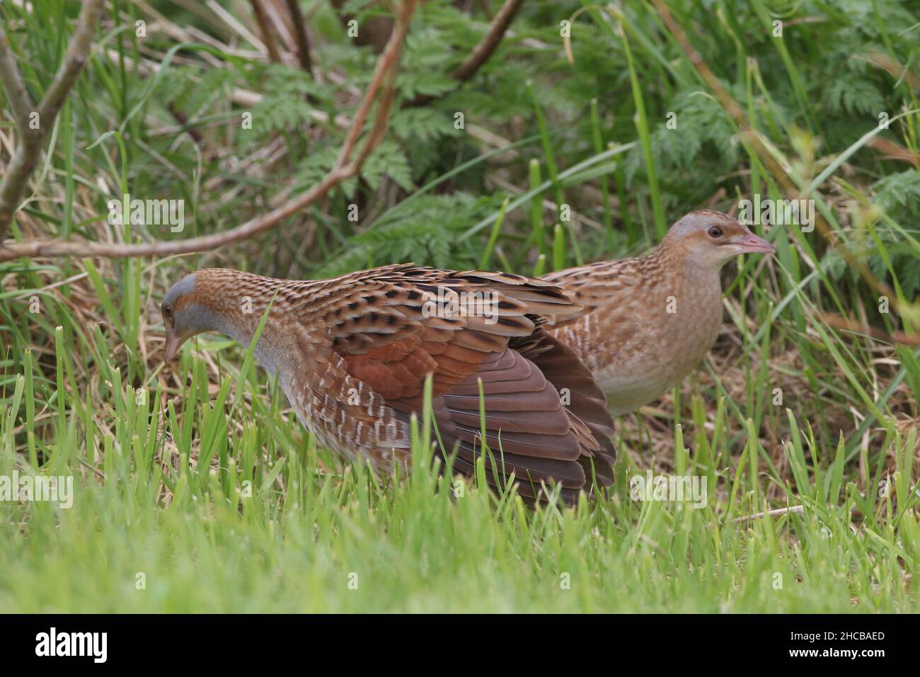 Female corncrake being wooed by a male in an attempt to mate, she was ...