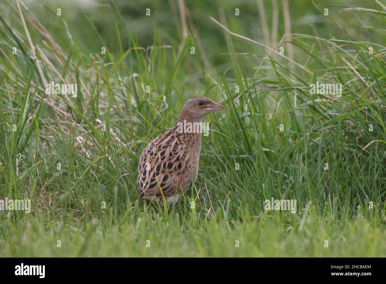 Female corncrake being wooed by a male in an attempt to mate, she was ...