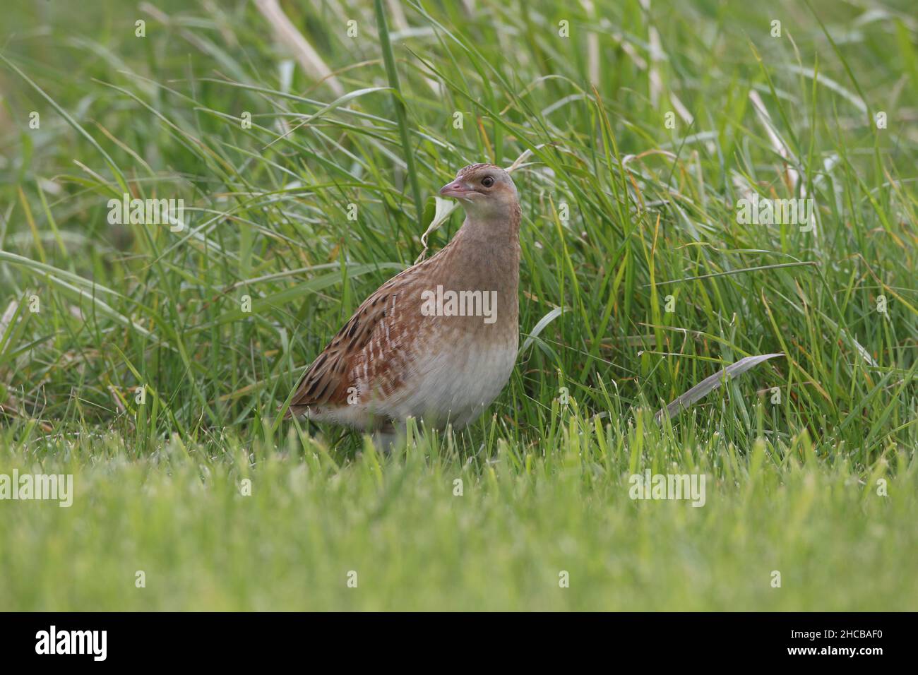 Female corncrake being wooed by a male in an attempt to mate, she was ...