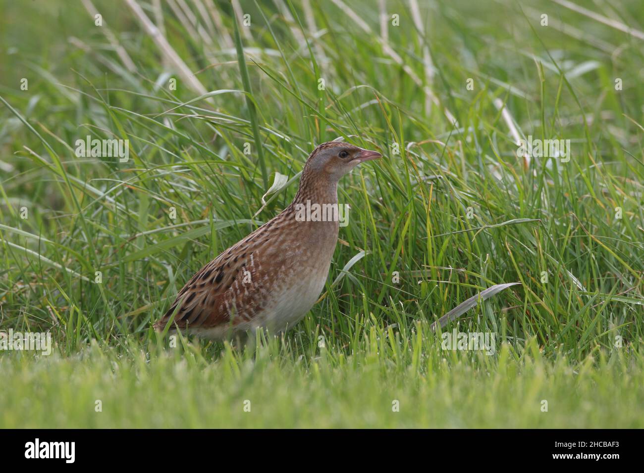 Female corncrake being wooed by a male in an attempt to mate, she was ...