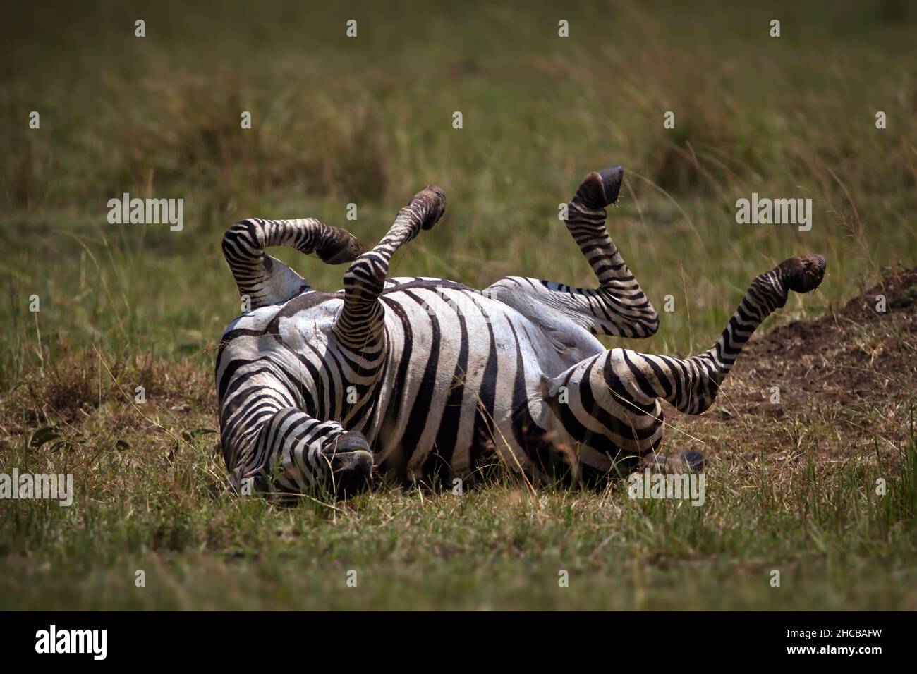 Dying grass hi-res stock photography and images - Alamy