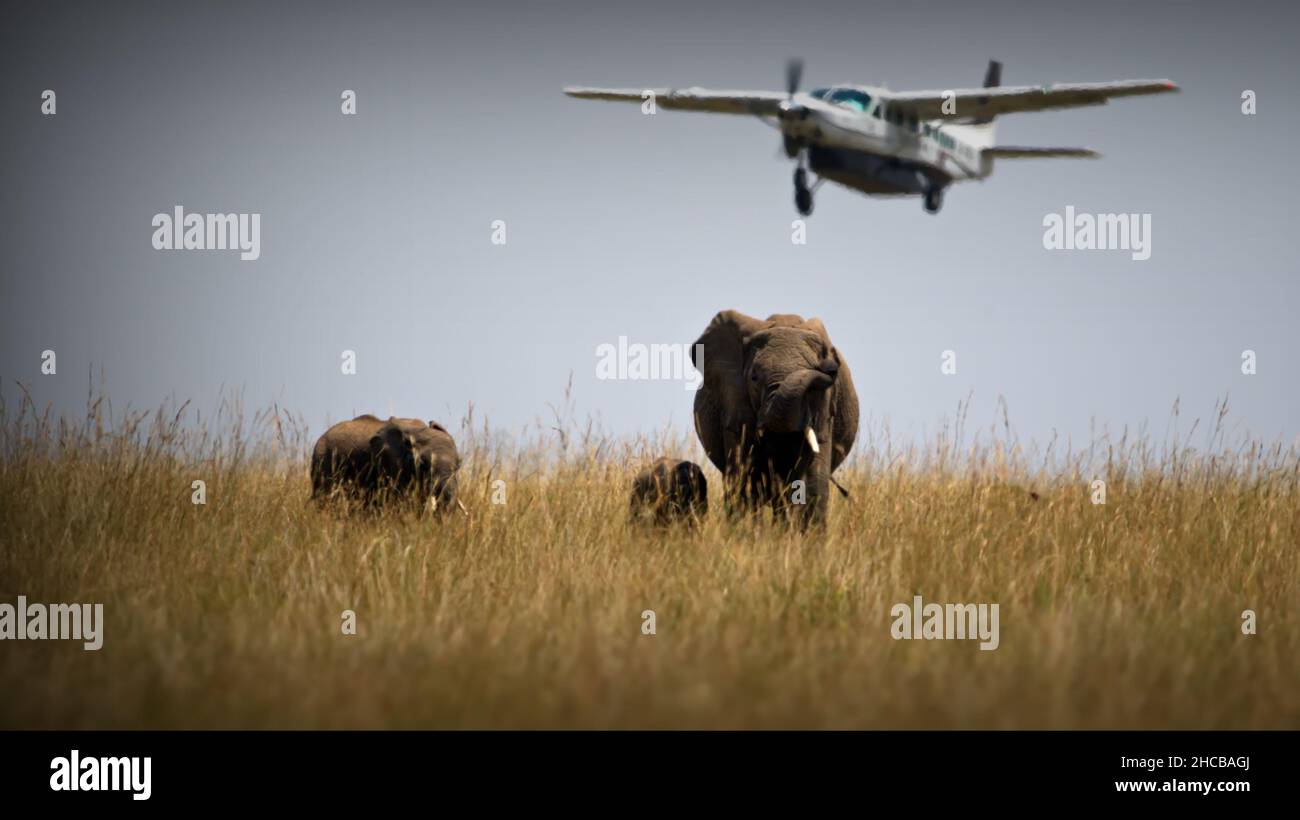 Plane flying above the elephants in a safari in Masai Mara, Kenya Stock ...